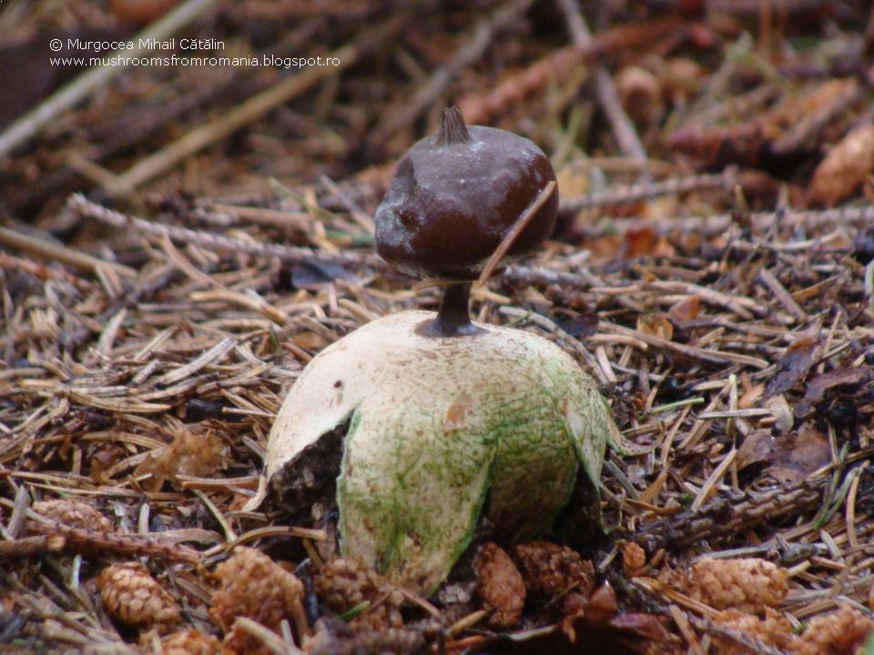 Mushrooms from Romania: Geastrum pectinatum