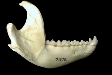 WHAT DO PANDA BEARS EAT? |The Garden of Eaden