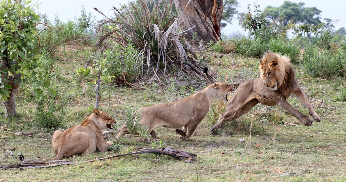 White Wolf : Lioness Protects Baby Baboon From Hungry Companions During ...