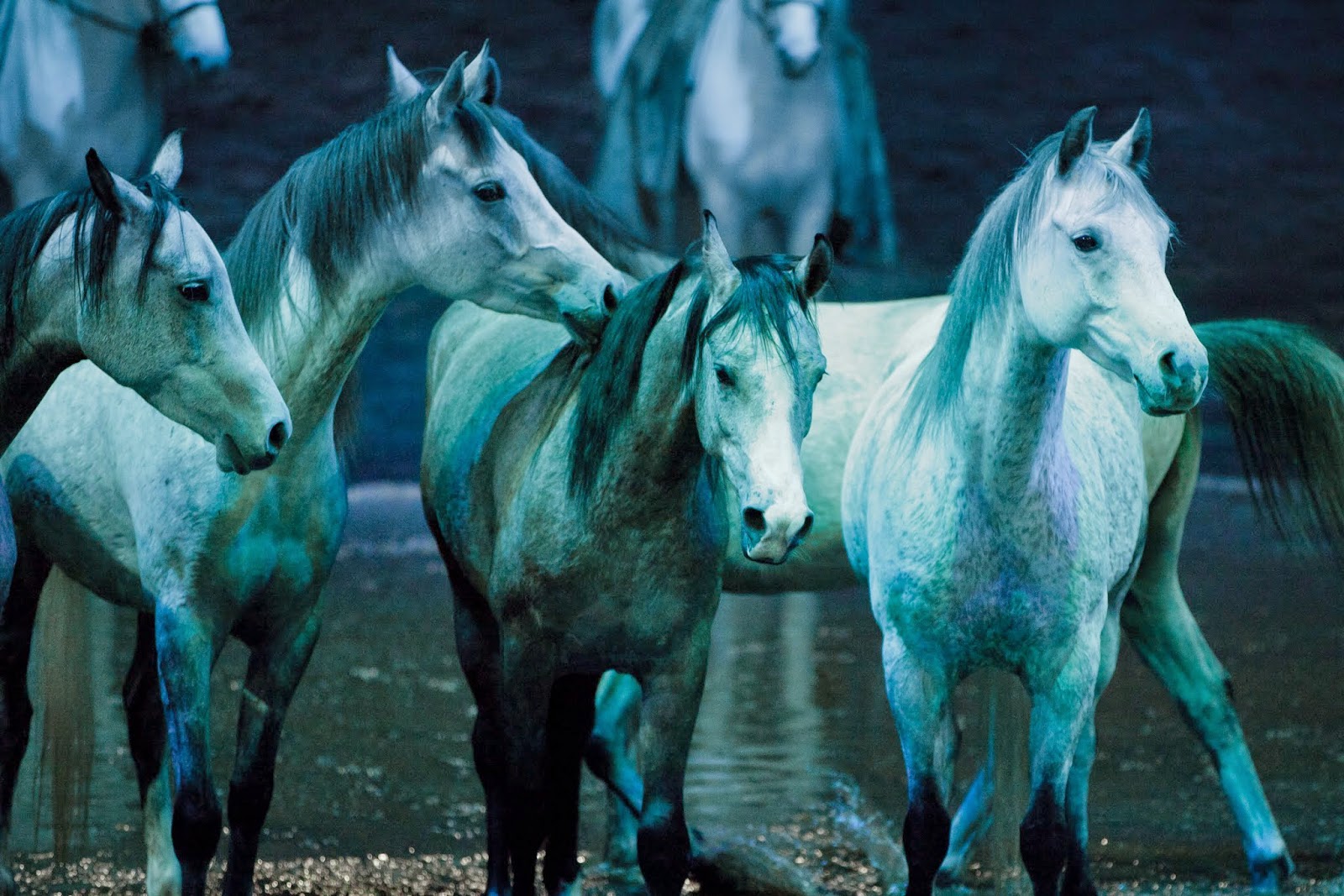 Cavalia: The beauty of horses and equestrian arts