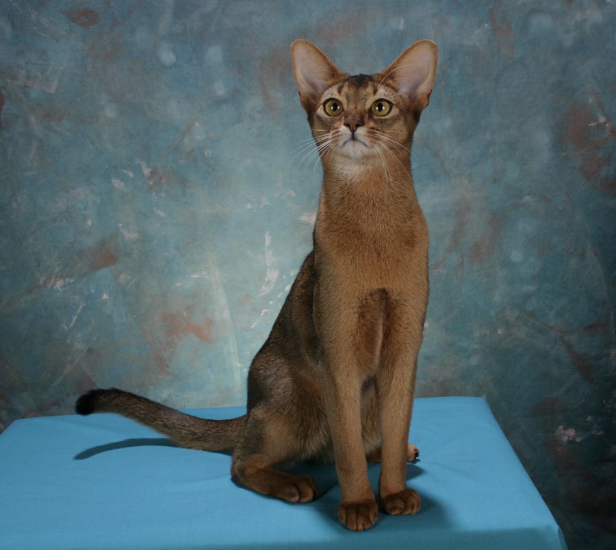 Encyclopedia of Cats Breed: Ruddy Abyssinian Cat | Tawny or Usual