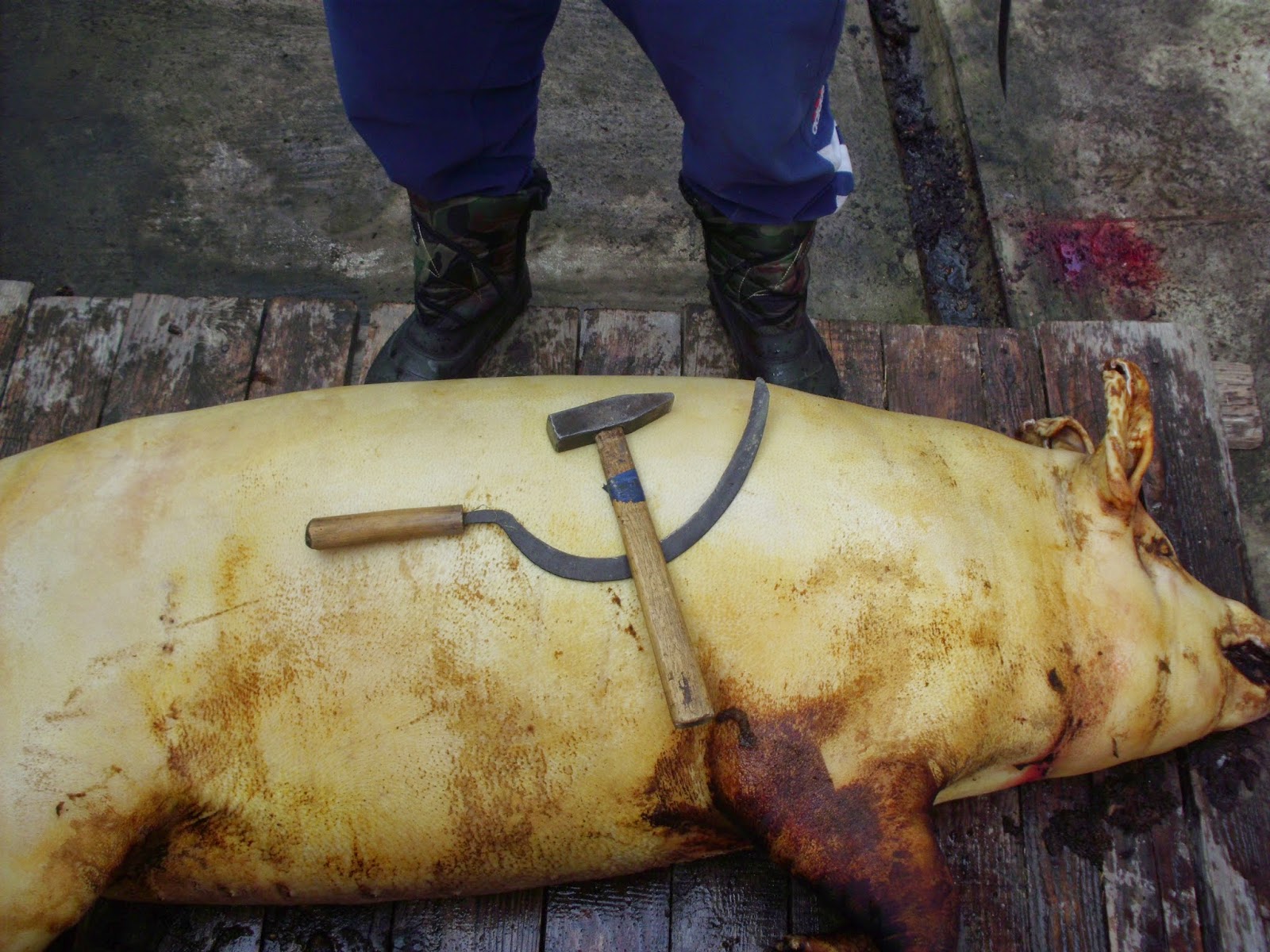 My Trip to Transcarpathian Ukraine (Zakarpattia): Today we butchered a pig