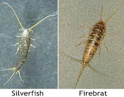 Silverfish insect - Silverfish fight in homes and flats / Remove