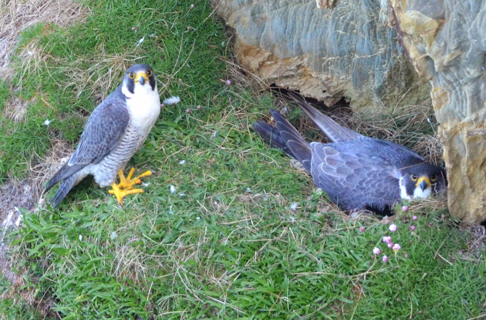 The Early Birder: RSPB South Stack - Peregrines