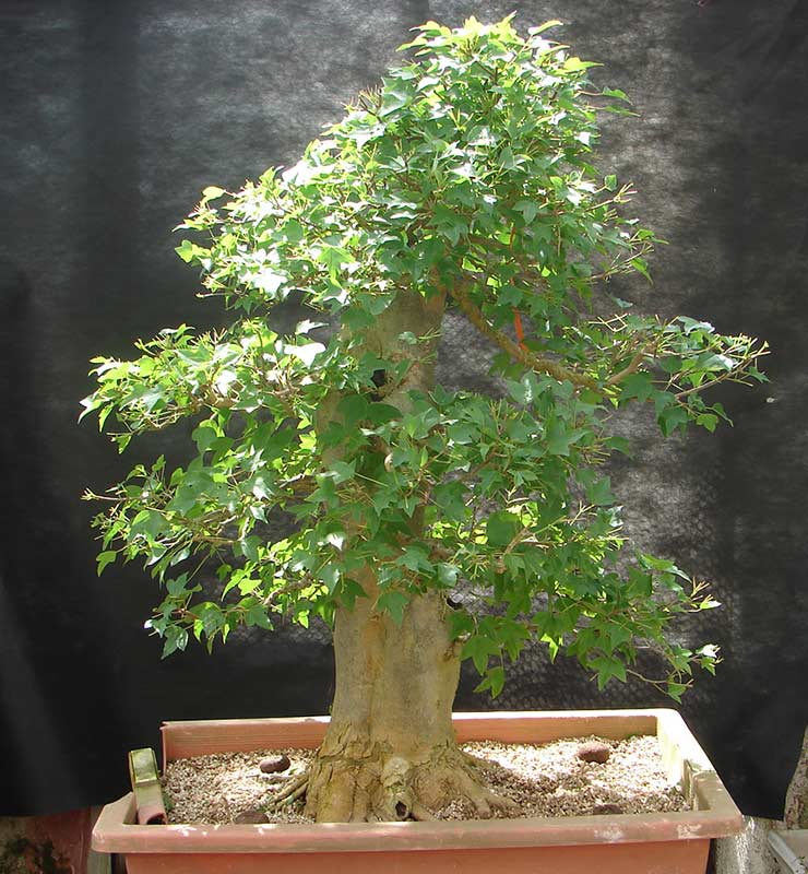 Walter Pall Bonsai Adventures: 30 Japanes trees for sale - German and ...