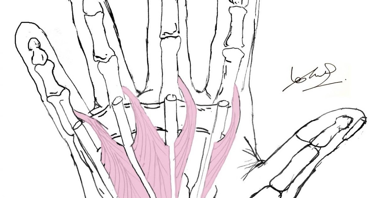 Hand anatomy - Medically