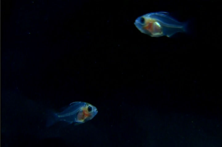 World Boat: Two small fish.