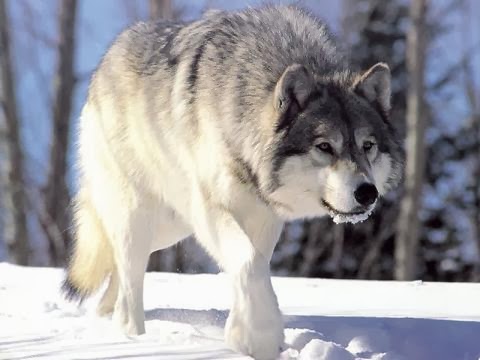 Gray Wolf | The Biggest Animals Kingdom