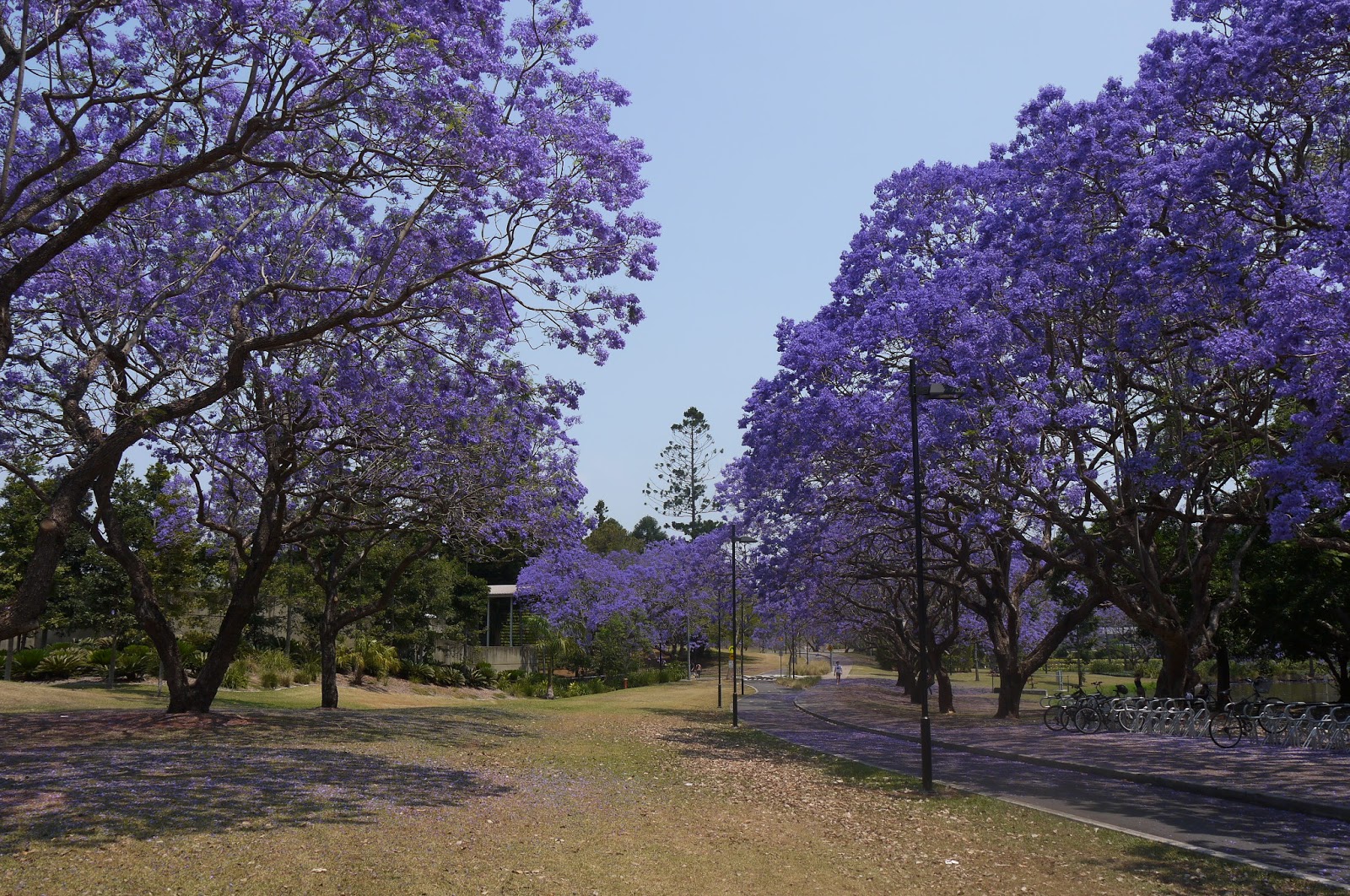 Moments of Loe: Jacaranda at UQ Lakeside