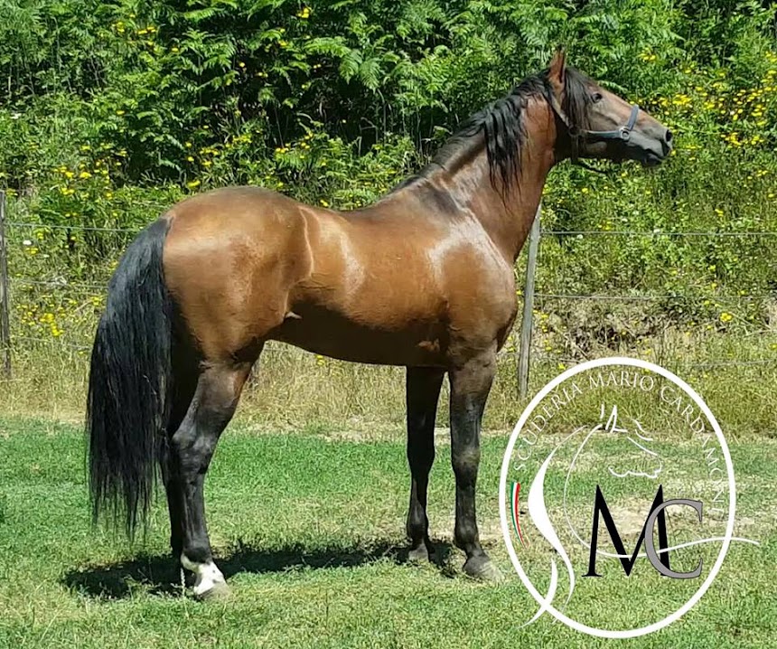 scuderia mario cardamone: CAVALLI IN LAVORO