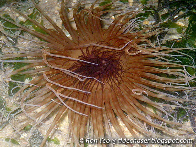 tHE tiDE cHAsER: Tube Anemones (Phylum Cnidaria: Order Ceriantharia) of ...
