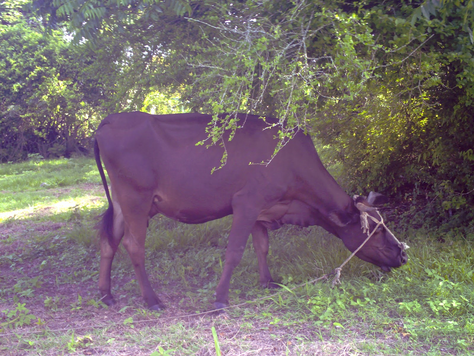 Blog Caracol de Agua: La verdadera historia de una vaca cubana