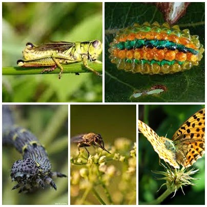 INSECTOS: Los insectos (Insecta) son una clase de animales ...