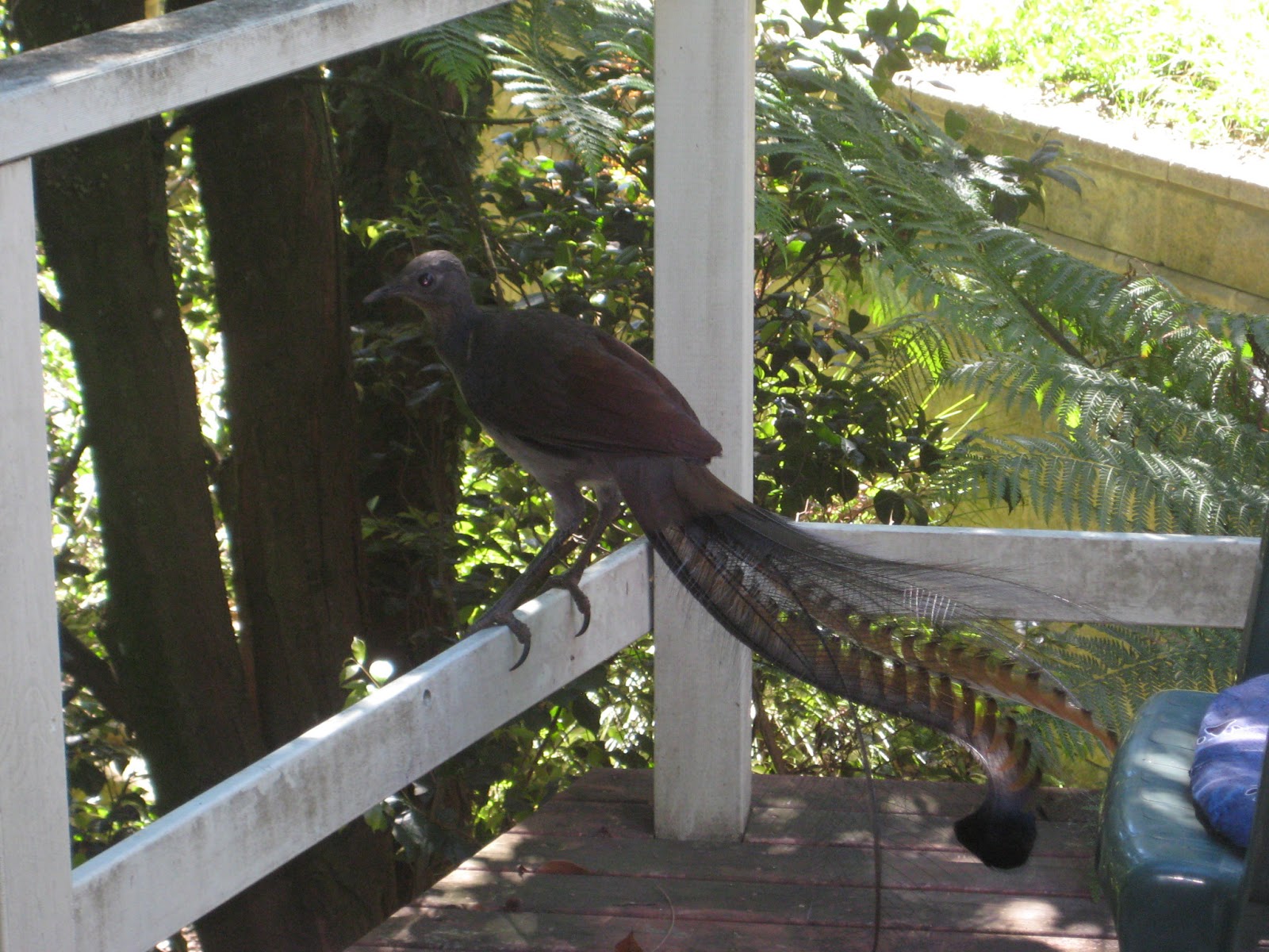 piggywhistles: ANEMONE FUNGUS AND 30 LEGGED BUG
