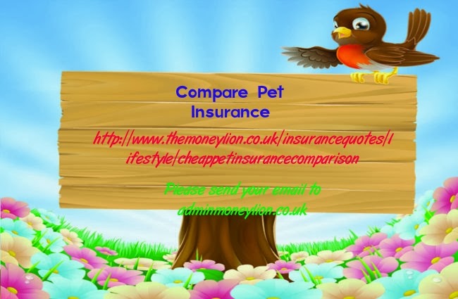 Why Not Be Your Own compare Pet Insurance Company?