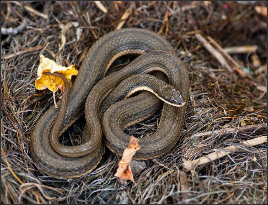 Explorations of an Ecologist: Queen snake!