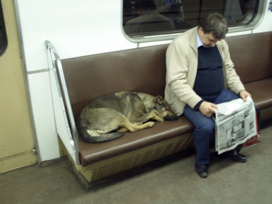 Working Service Dog Report: Stray Dogs Riding Moscow Subway