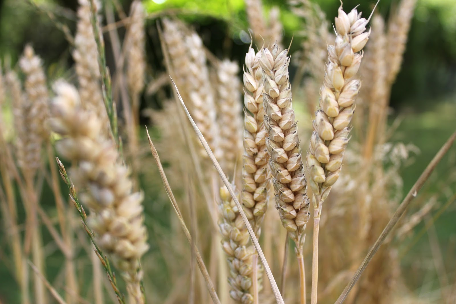 Linda Wilks: From a tiny seed to a thing of beauty