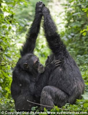 Ternyata Simpanse Juga Pilih-pilih Dalam Berteman - Azpedia