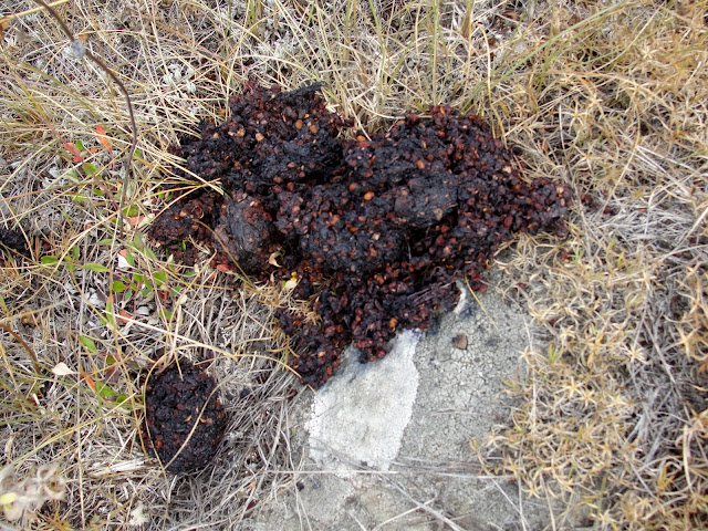 Janie and Steve, Utah Trails: Slough Creek
