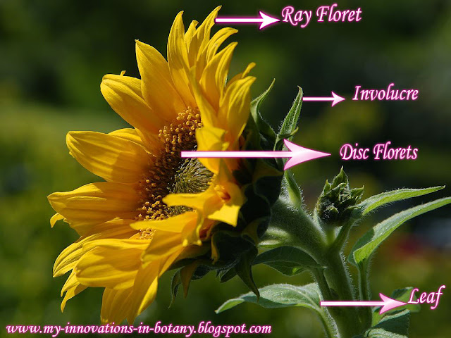 Botany-mother of life: Asteraceae