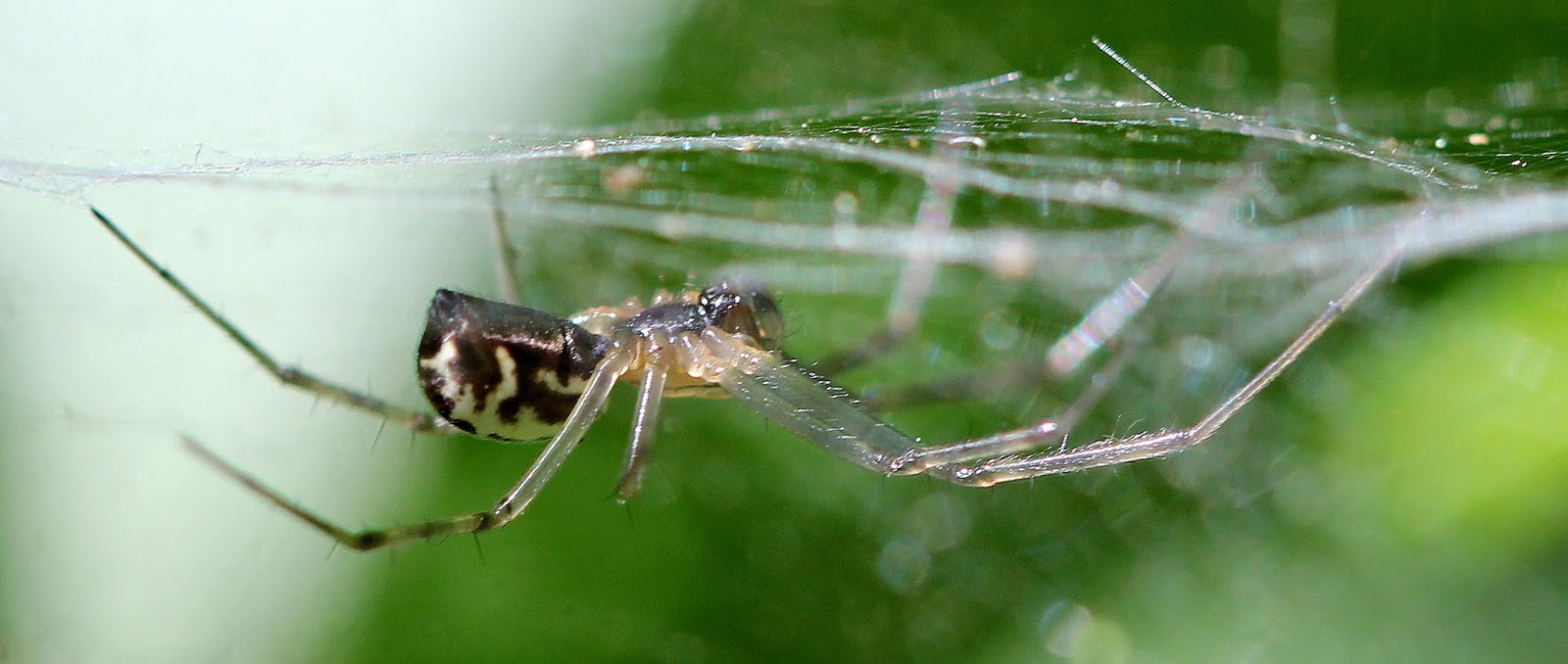 Chateau Moorhen..... goes south!: October 2012