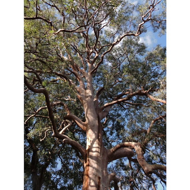 Snap Happy Birding: Australia's National Tree Day