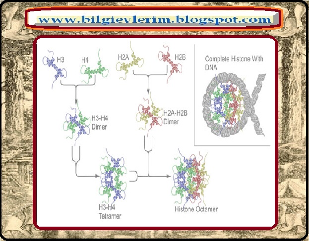 bilgievlerim: Histon Nedir