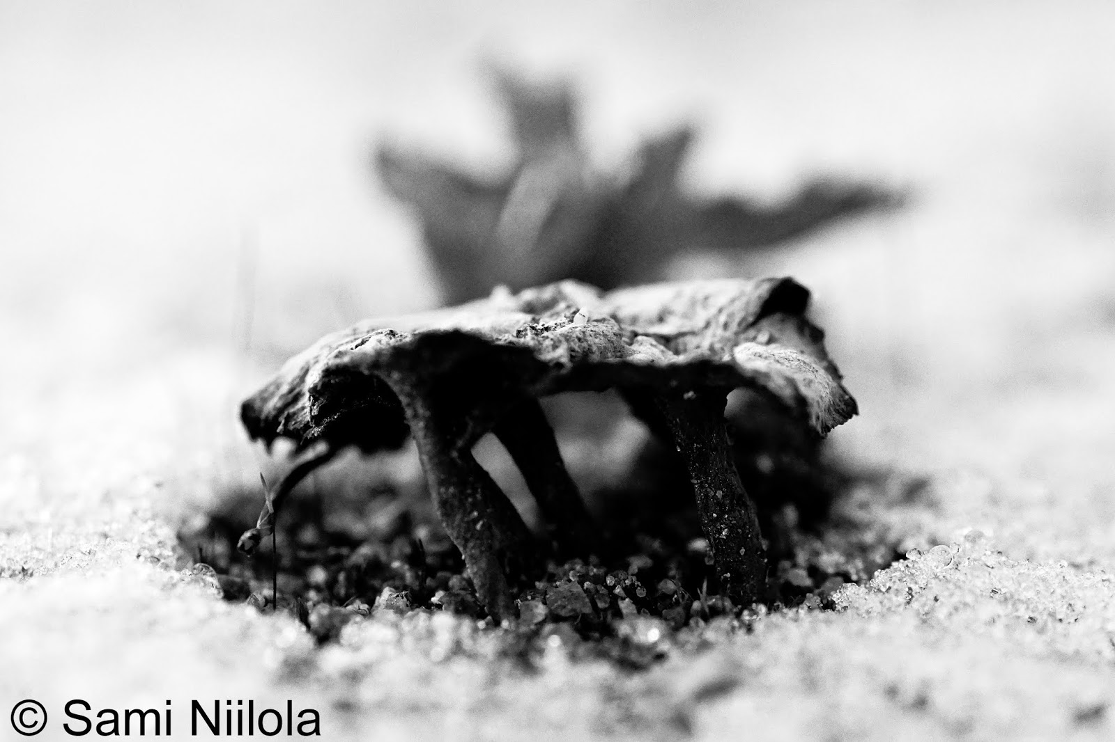 Samin Luontokuvia Nature Photos SIENI Mushrooms samin-luontokuvia-nature-photos-sieni-mushrooms