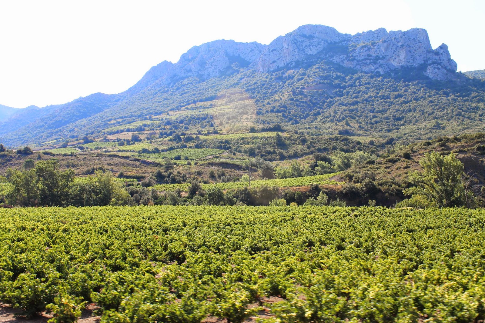 Wine, food and other pleasures: Agly Valley by train: vineyards, gorges ...