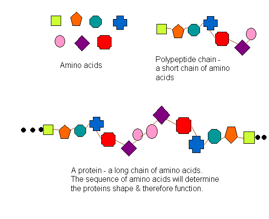 Biokimia Dasar (Protein)