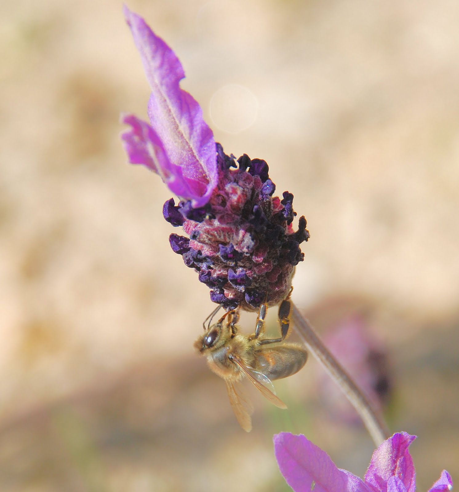 fauna y flora (extremadura-sao luis): CANTUESO O TOMILLO BORRIQUERO ... fauna y flora (extremadura-sao luis): CANTUESO O TOMILLO BORRIQUERO ...