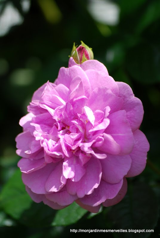 Mon Jardin Mes Merveilles: Nouvelles roses 2012 : Blue Boy
