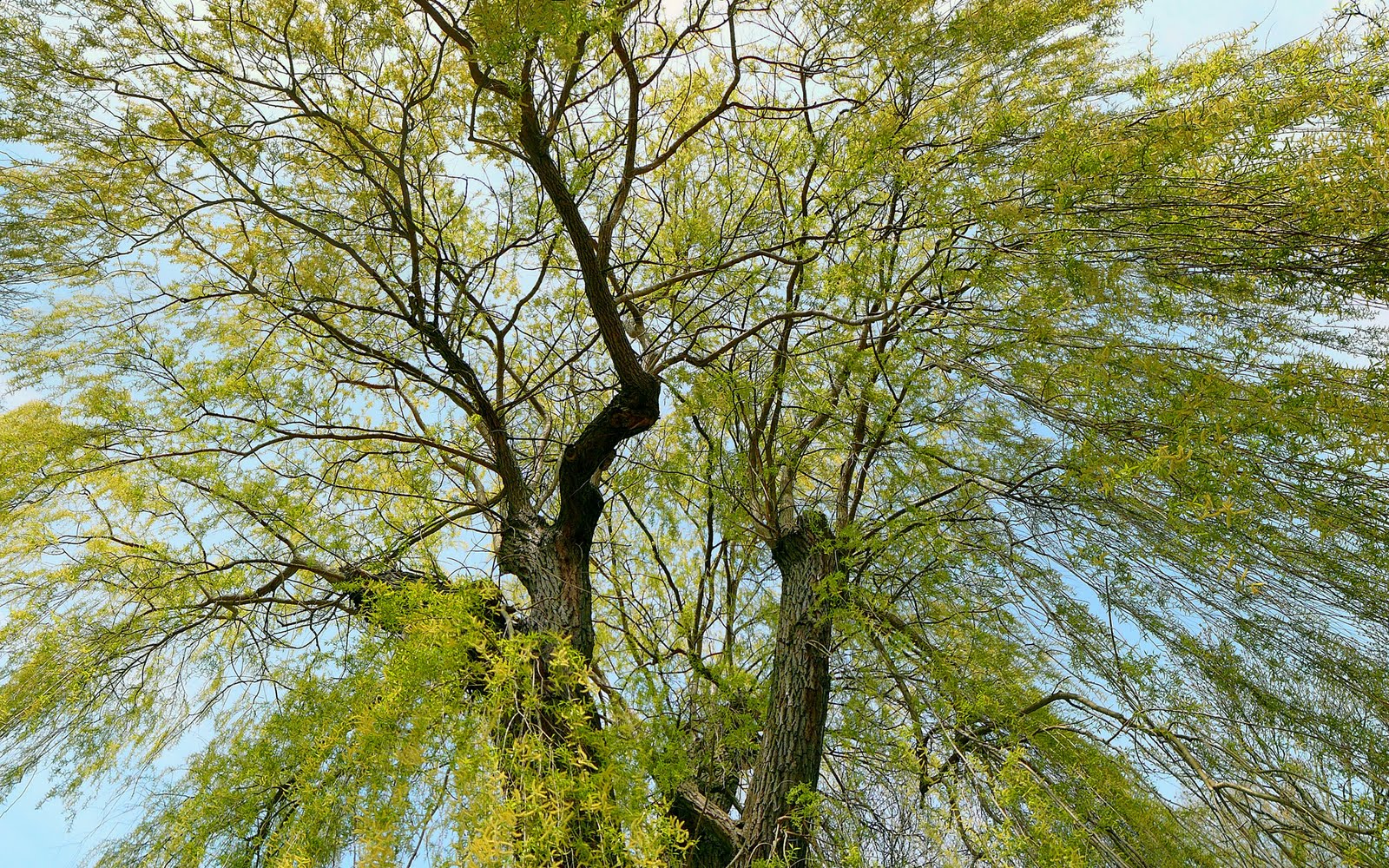 Banco de Imagenes Gratuitas: Fotografías de árboles en todas las ...