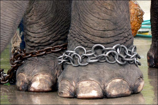 BIOLOGÍA 1ºD IES AL-GUADAIRA: EL ELEFANTE ENCADENADO