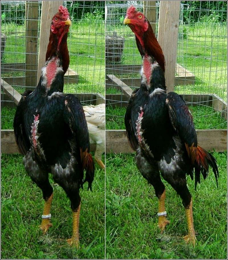 Shamo Game Fowl Photos | Raja Asil