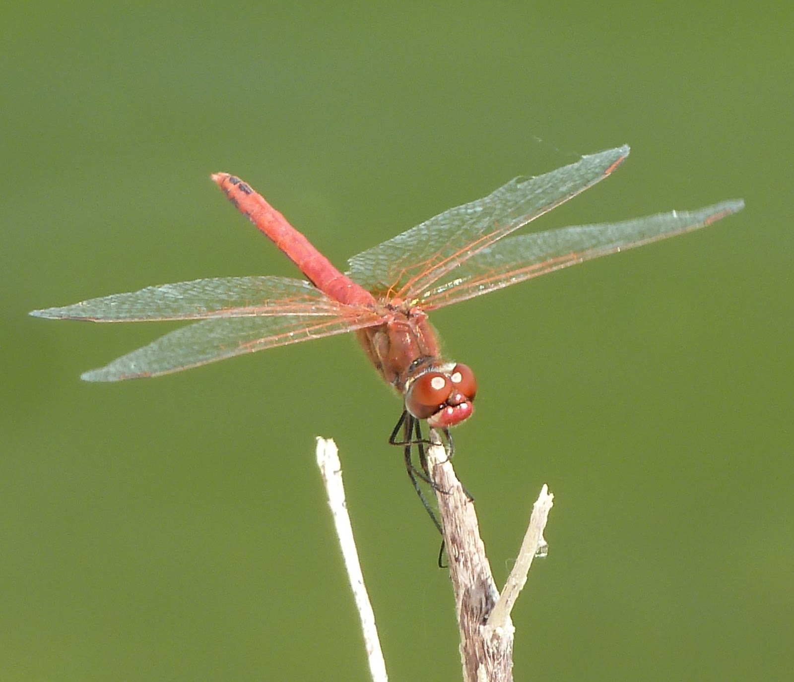 Bichos: Libélula roja (Libellulidae)