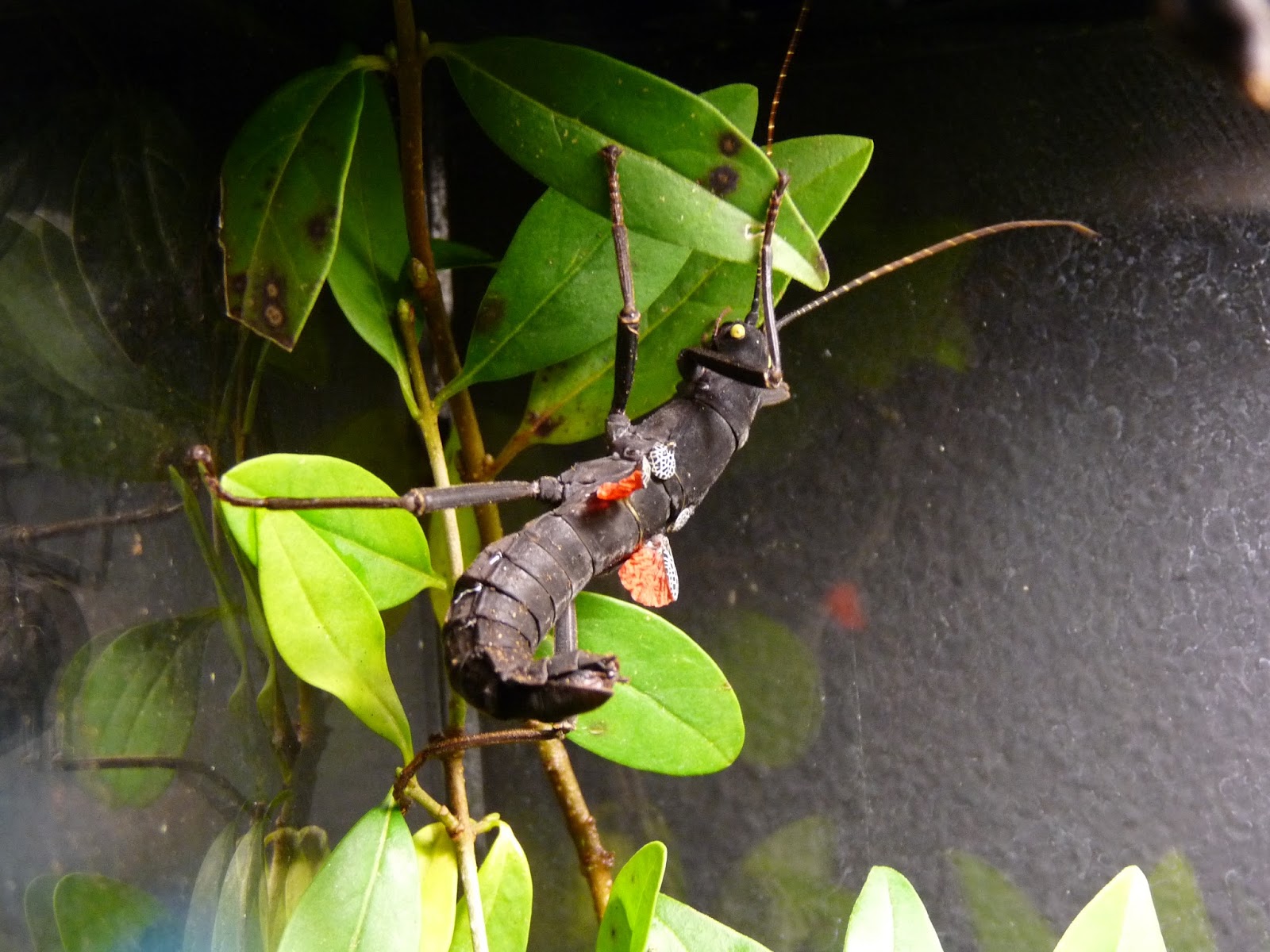 Djurvårdsbloggen Ingelstadgymnasiet: Vandrande pinnar