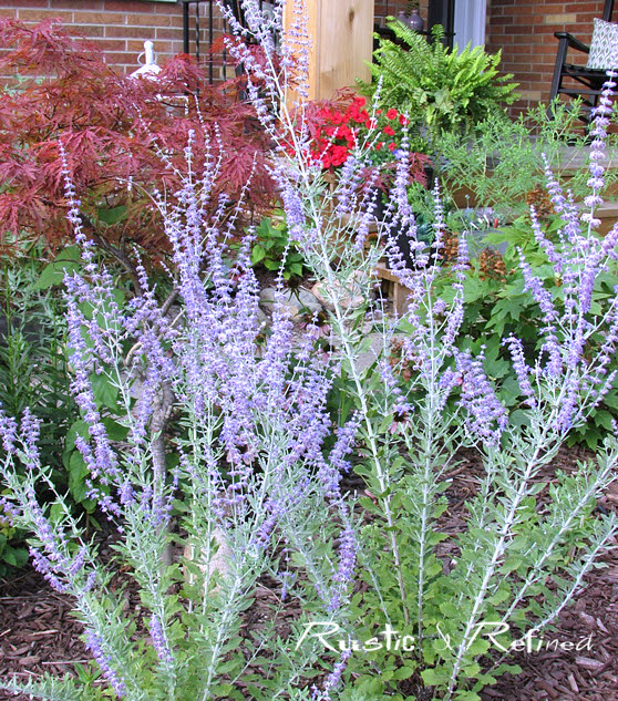 Cottage Garden Photos for Early August | Rustic & Refined