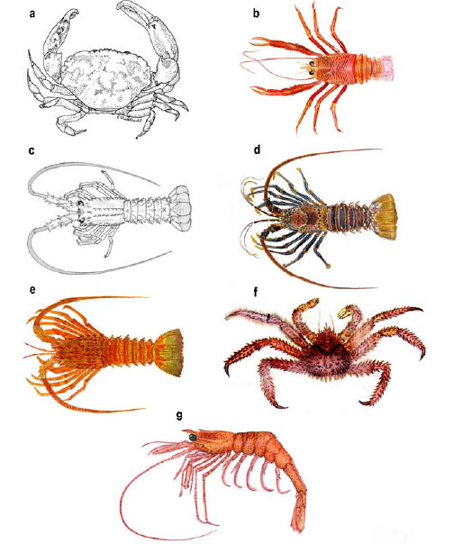 Crustacea ~ Biólogo Esperto