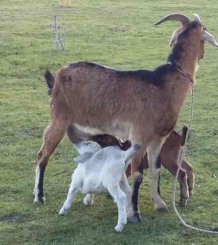JOSEPH CACERES: ¡Volvió el chivo!