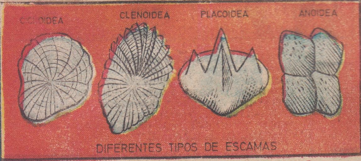 Ciencias Escolares: Peces