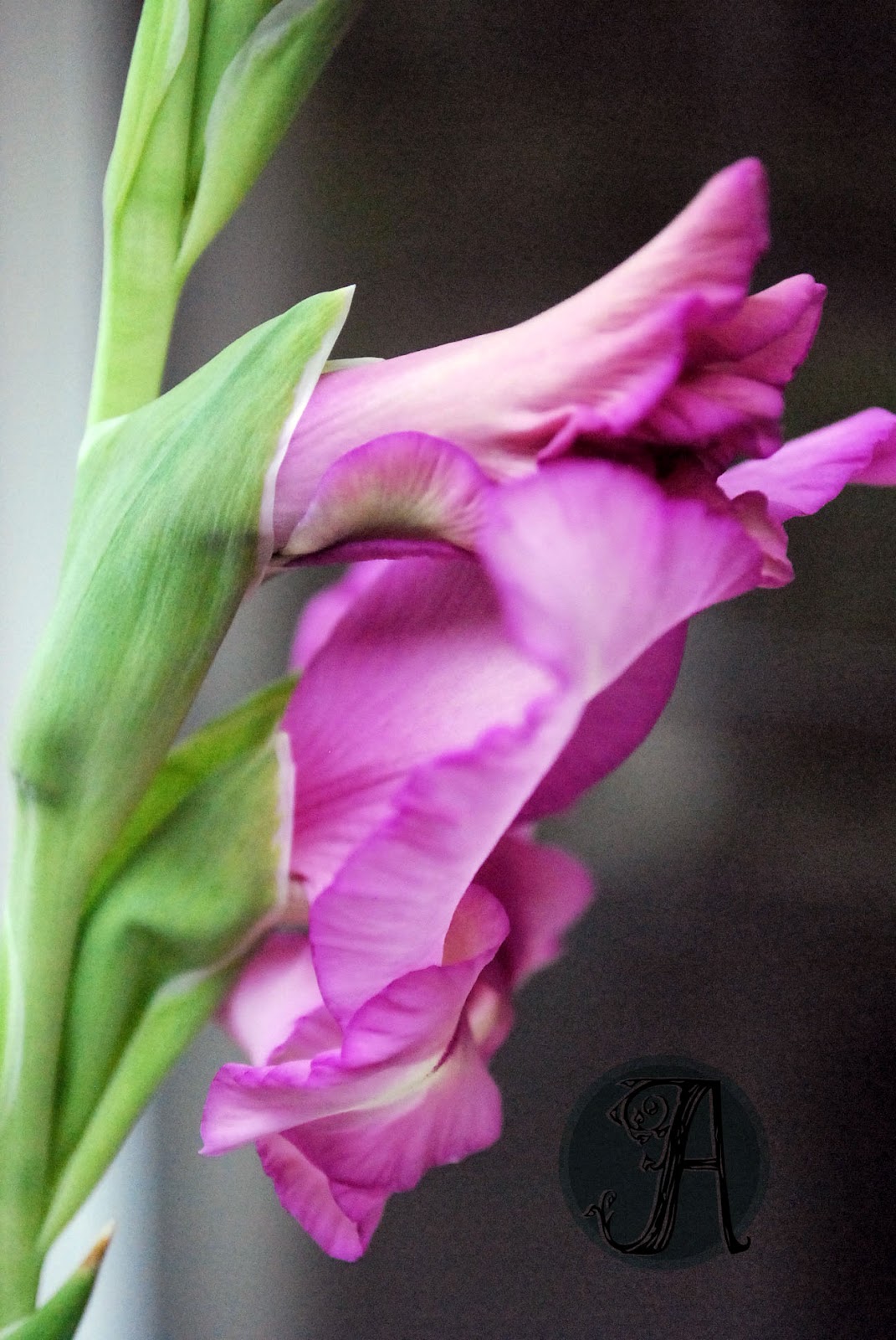 Adri Makes a Thing or Two: Good Morning, Gladiola!