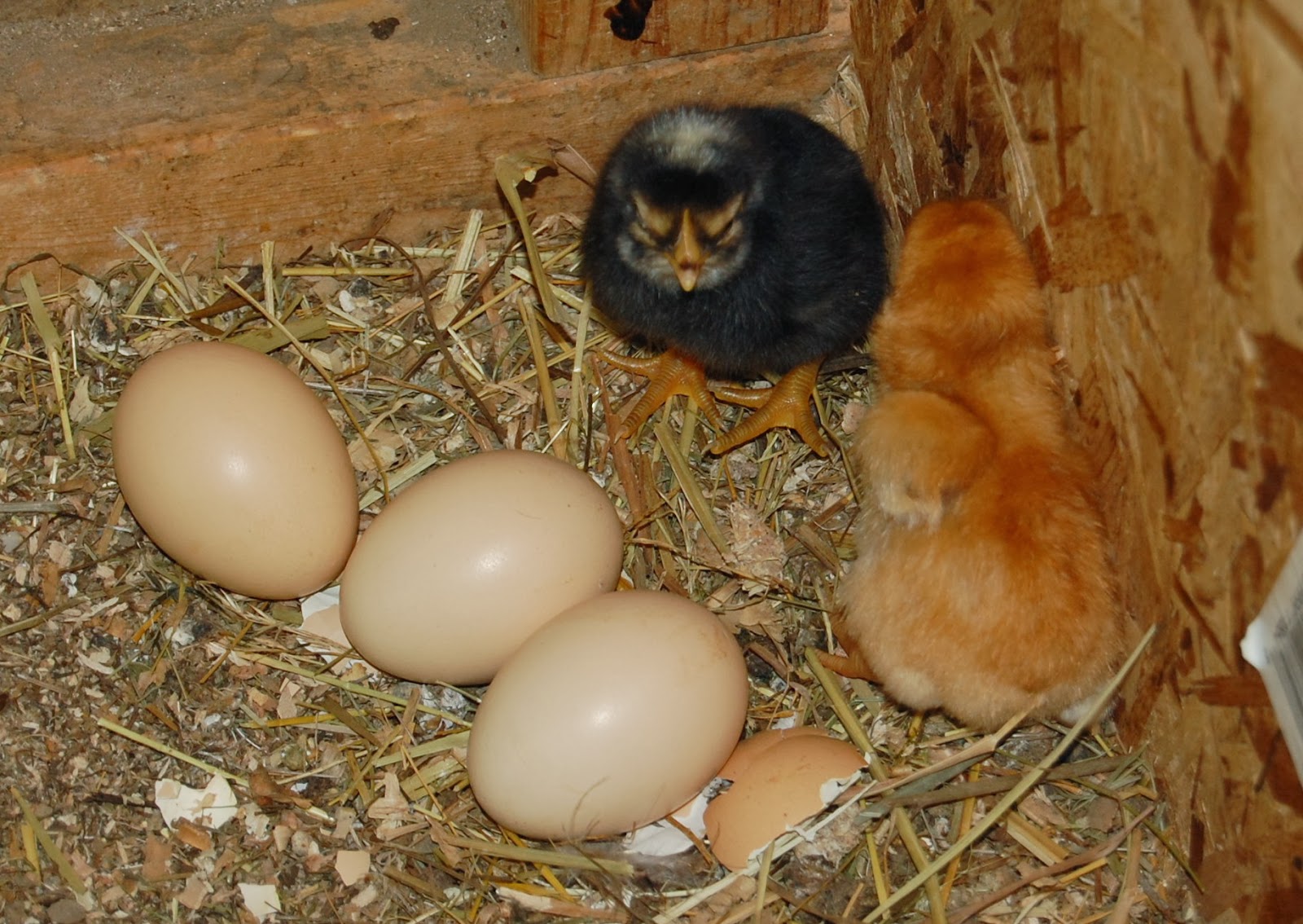 Carmel Hillbillies: Cooking an Egg-Laying/ Non-Meat Bird/ Rooster - A ...