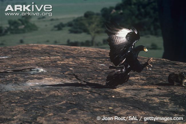 Tierra de águilas, halcones, aguiluchos y otras rapaces: Águila cafre ...