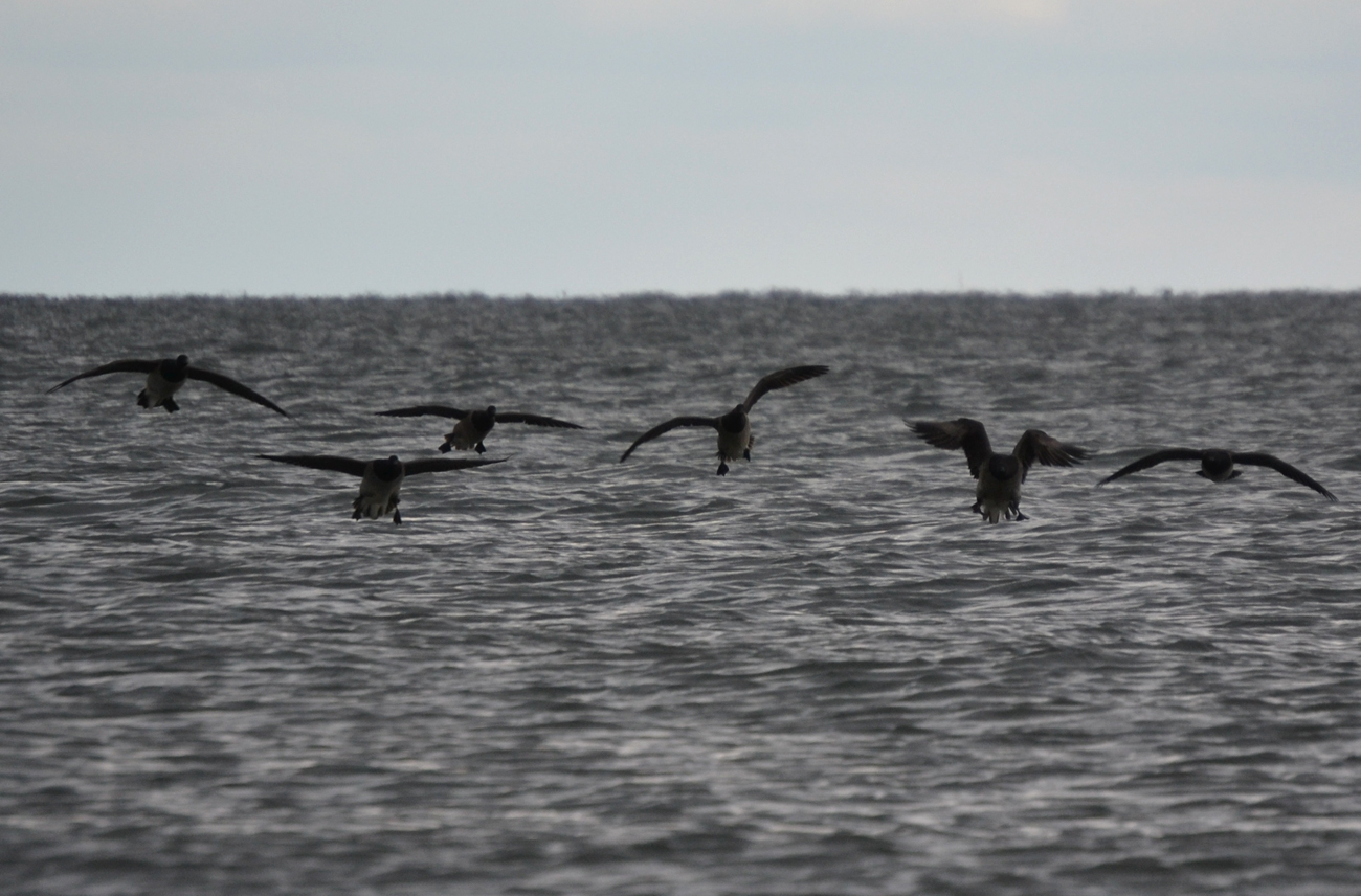 Woods Walks and Wildlife: Post-Sandy Shore Sights