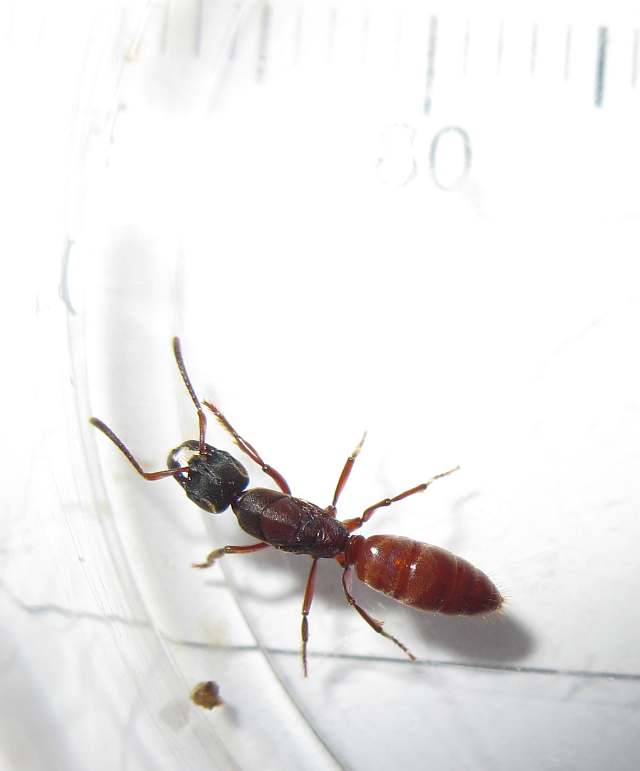 Photos and Info on Ants and Termites of Malaysia: Buniapone amblyops