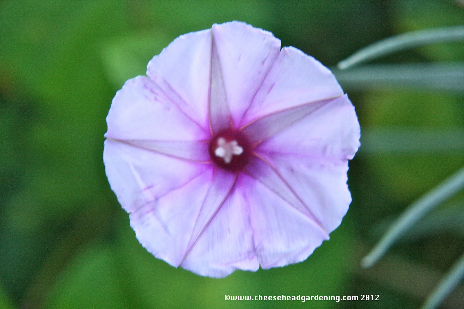Cheesehead Gardening: Moonflower
