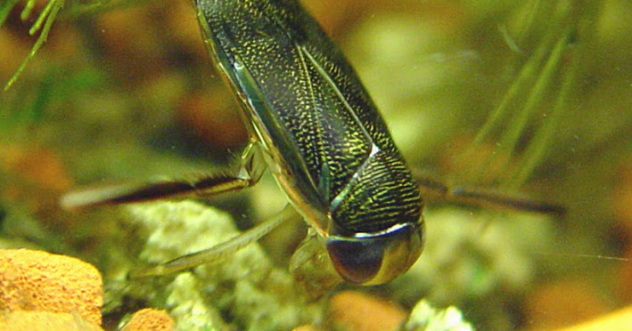 Variety of Life: Corixidae