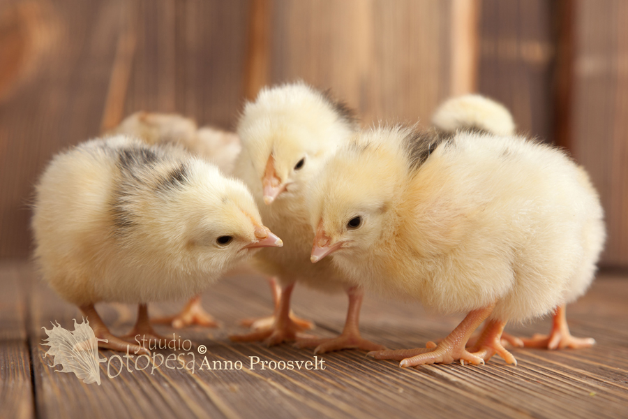 Tibudega fotostuudios vol 1 - Fotostuudio Fotopesa